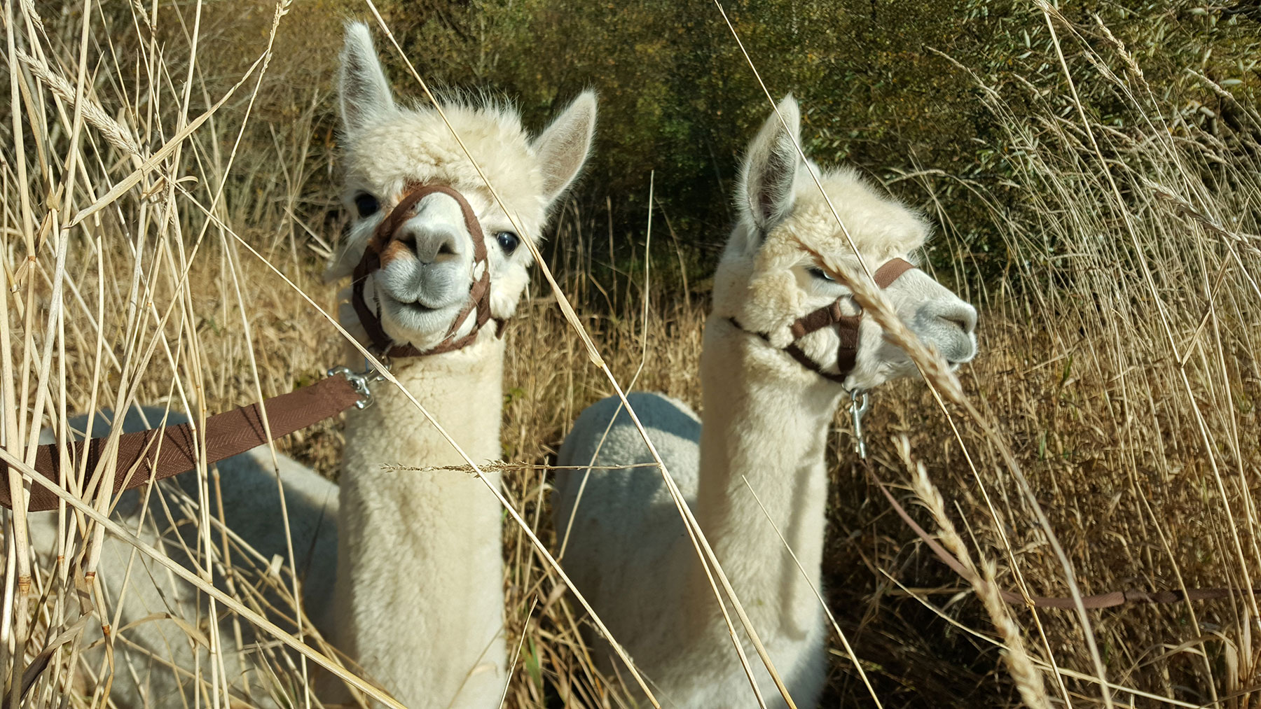 Support The Woolly Army - Alpacaly Ever After