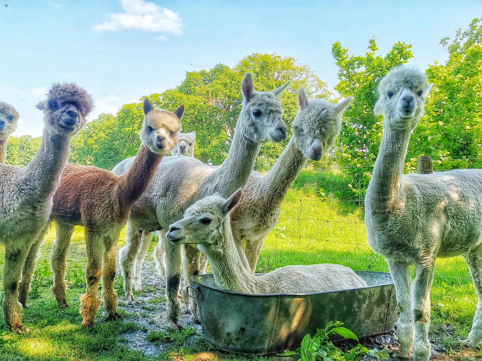 About Us - Alpacaly Ever After