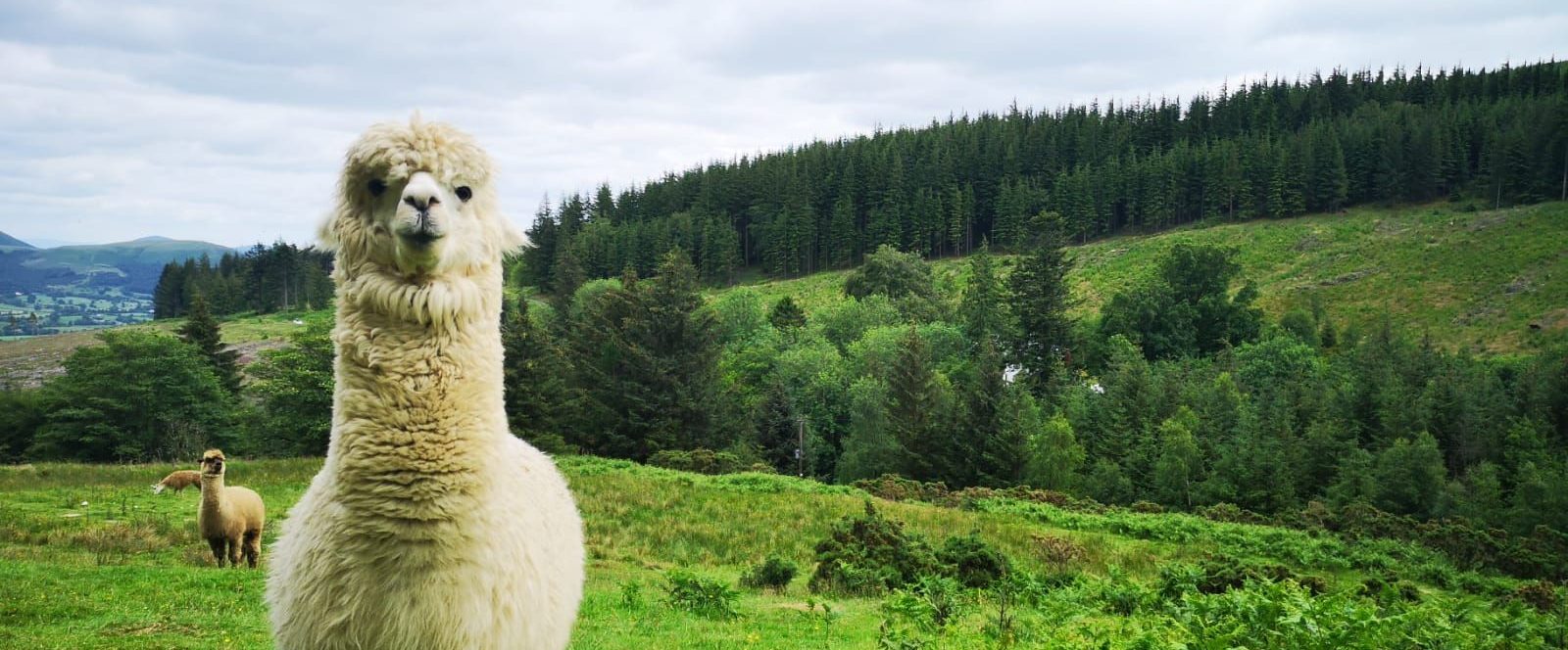 Walk With Alpacas at Whinlatter Forest - Alpacaly Ever After