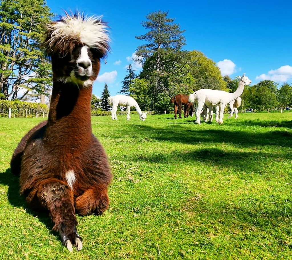 Meet The Alpacas for 2 Adults & 2 Children (4 - 11 yrs) - Alpacaly Ever ...