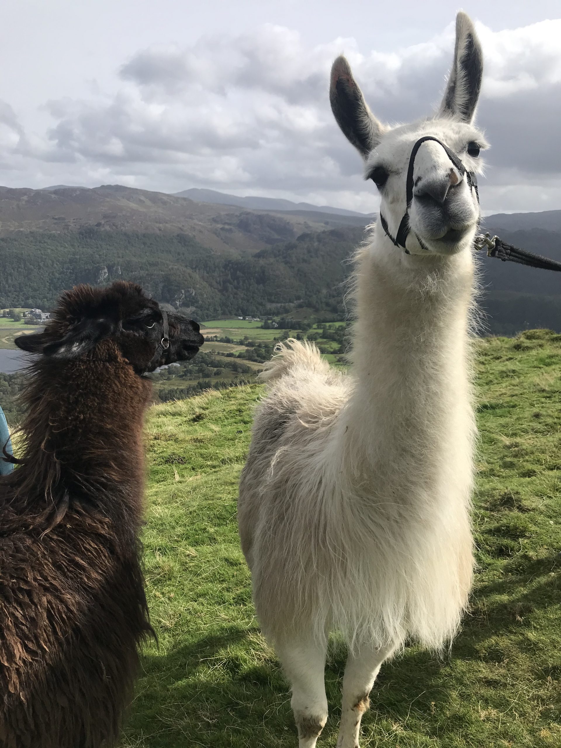 Huarizo's; a new tapas option or one of our Woolly Army? - Alpacaly ...