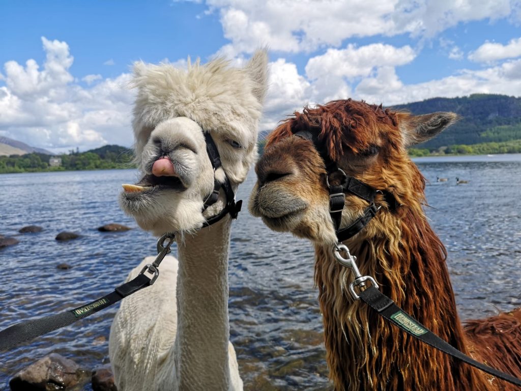 Private Alpaca Walk followed by Afternoon Tea for 2 Gift Voucher ...