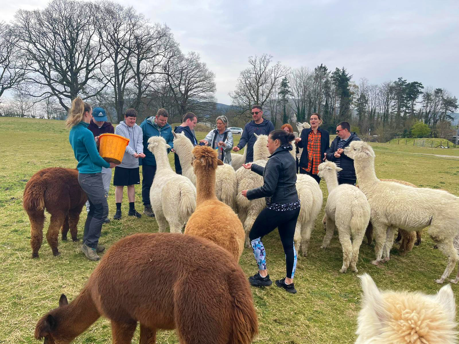 Accessibility - Alpacaly Ever After