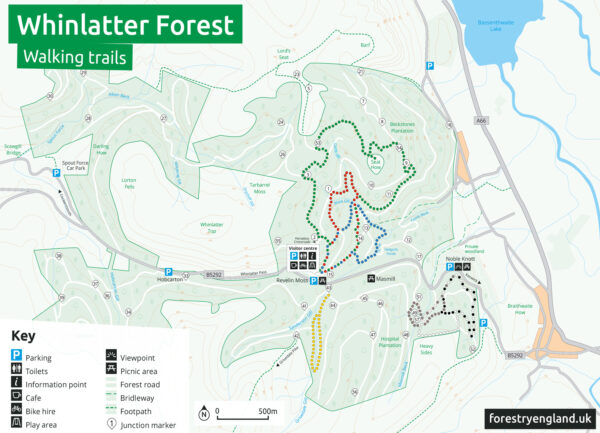 Walk With Alpacas at Whinlatter Forest - Alpacaly Ever After