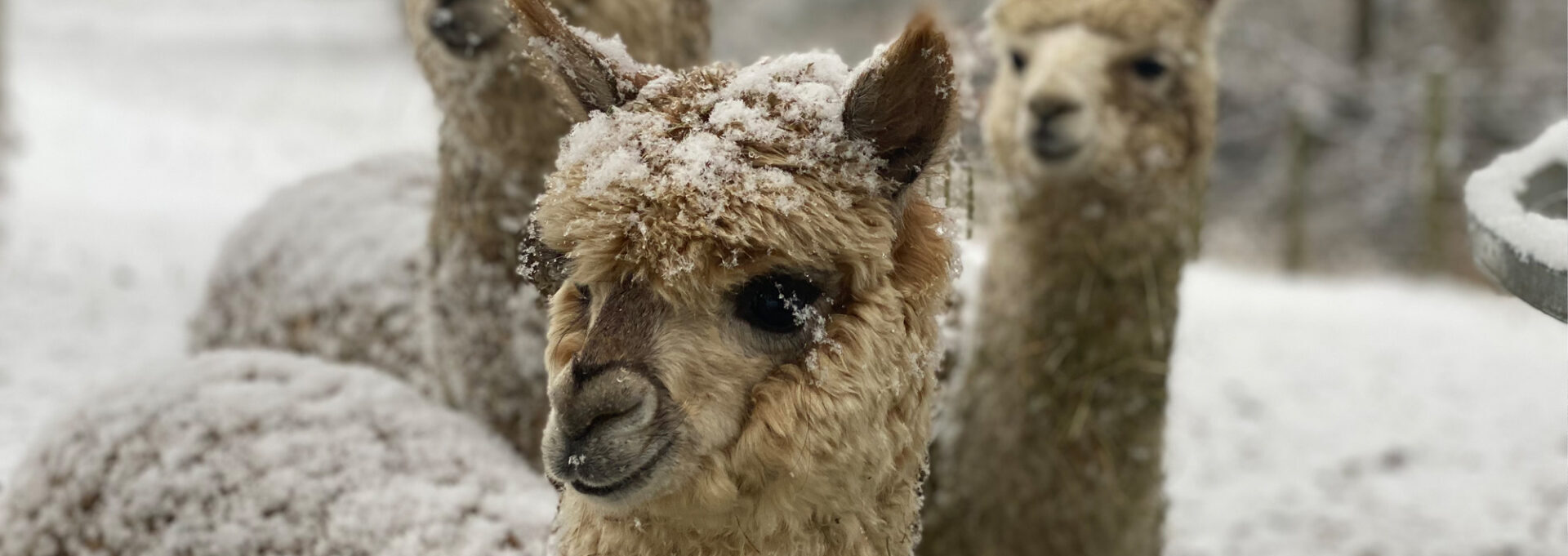Outstanding Alpaca and Llama Experiences - Alpacaly Ever After